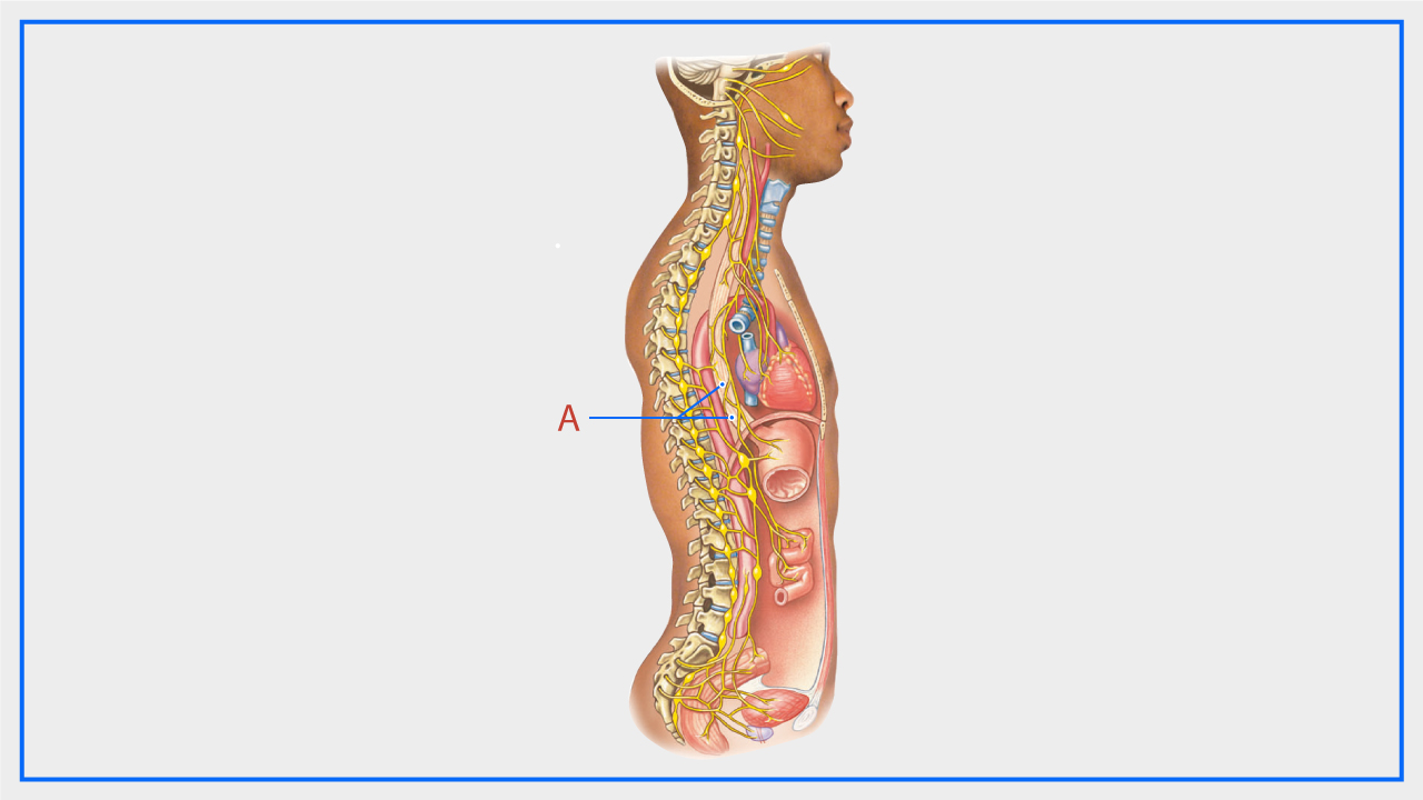 Sistema nervoso: Sistema nervoso autônomo - Anatomia Básica
